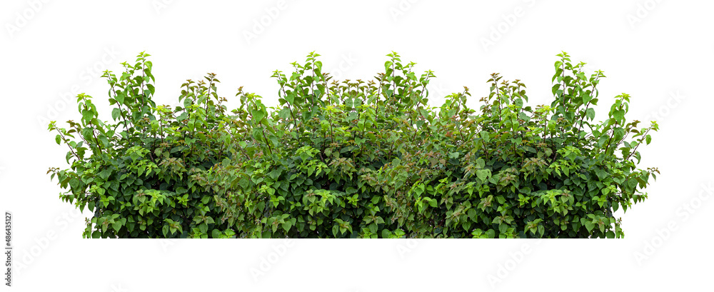 Bush Plant White Background