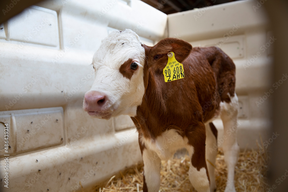 Calf with ear tag portrait Stock Photo | Adobe Stock