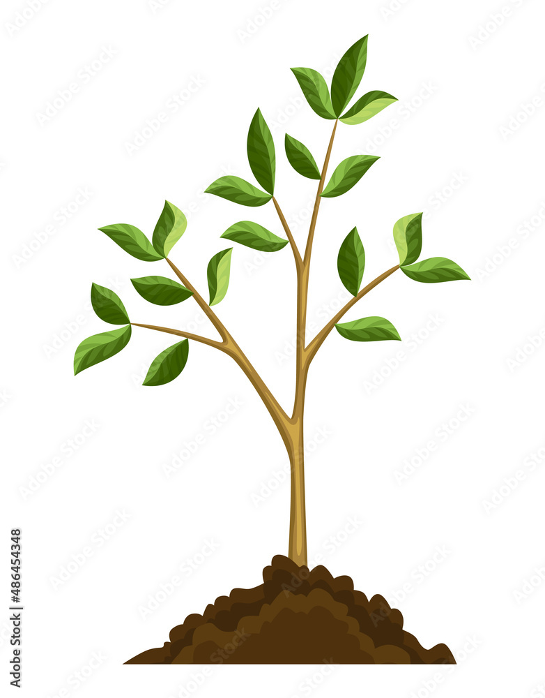 Stage of tree growth. Small tree growth with green leaf and branches ...