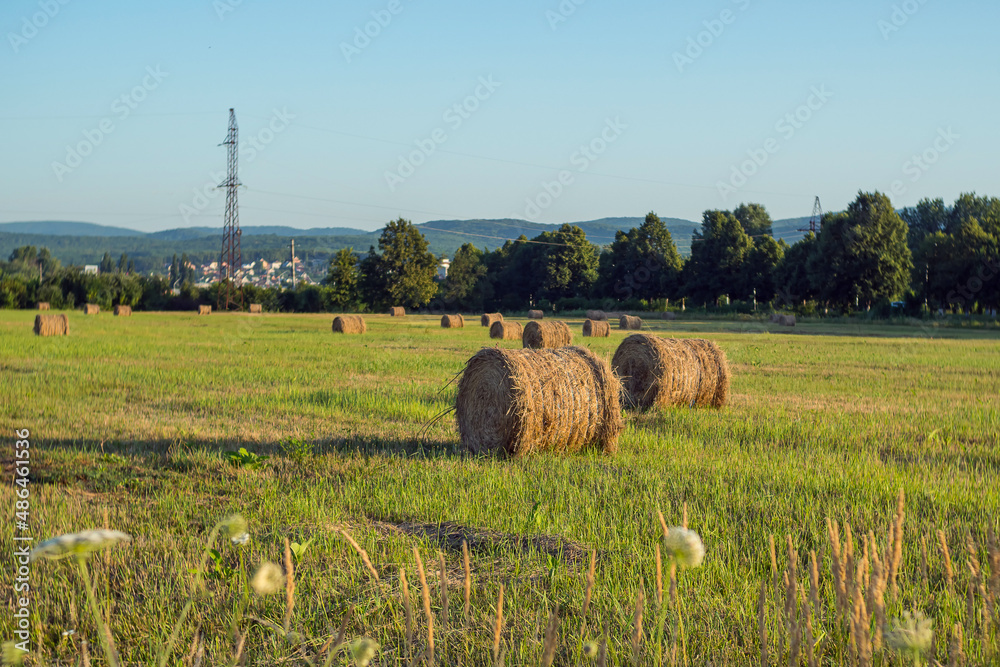 Round bales of hay scattered on a freshly mowed field With trees ...