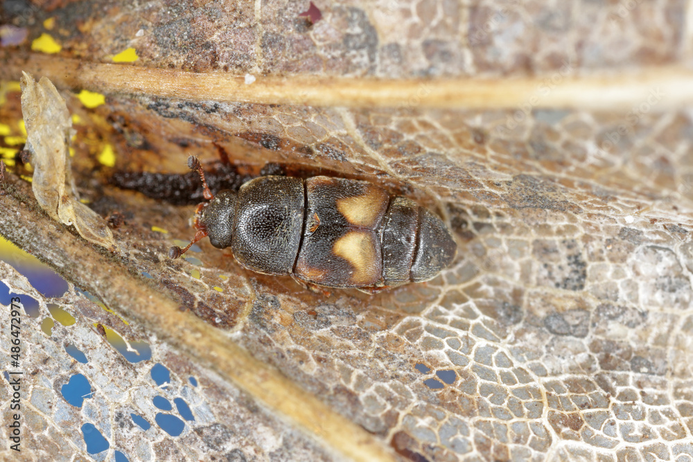 Foto de Carpophilus hemipterus (dried fruit beetle) is a species of sap ...