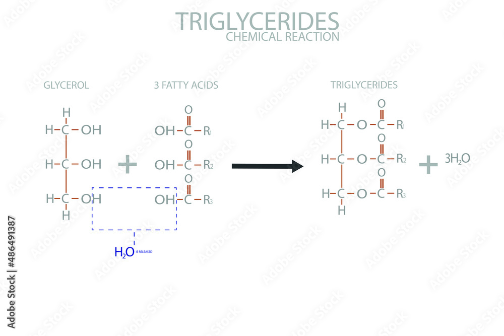 Triglycerides chemical reaction. Molecular formula. Stock Vector ...