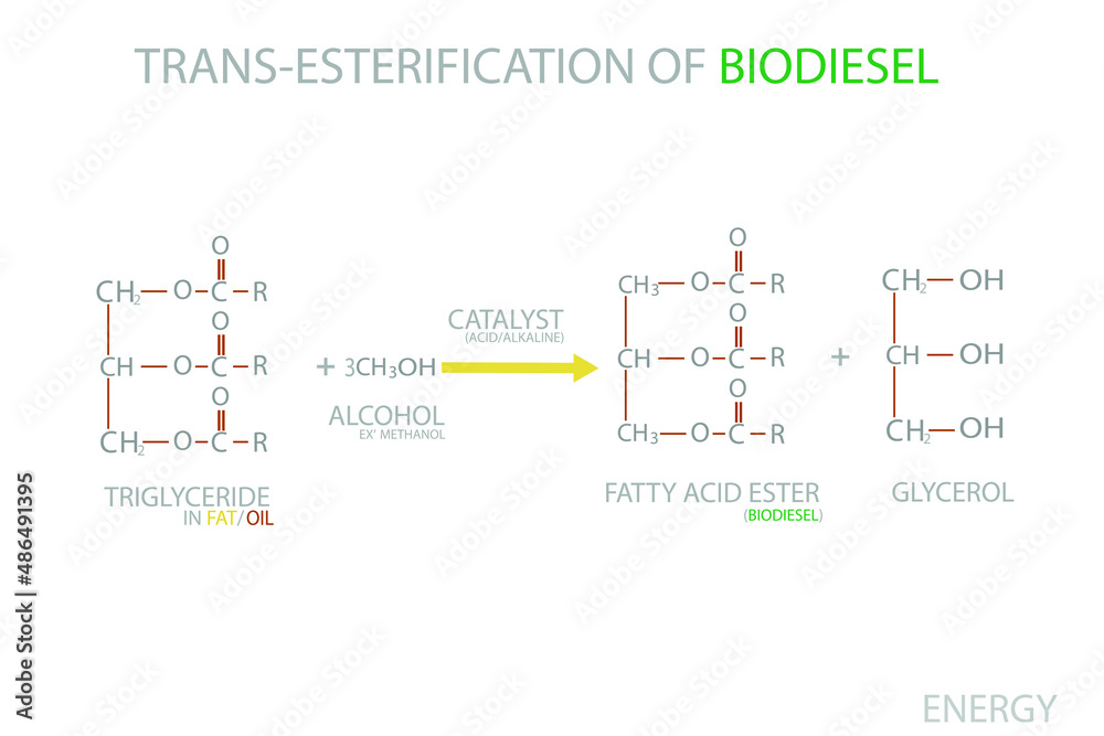 Trans-esterification of Biodiesel molecular skeletal chemical formula ...