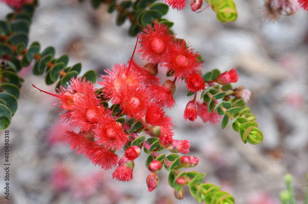 Red flowers of the Western Australian native Scarlet Feather Flower ...