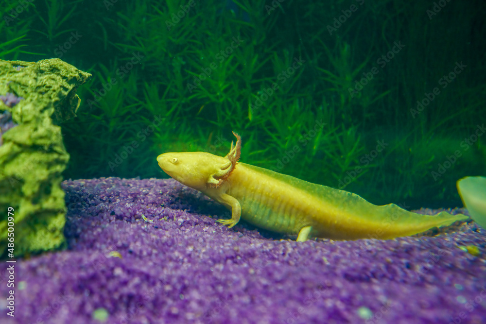 Underwater Axolotl portrait close up in an aquarium. Mexican walking ...