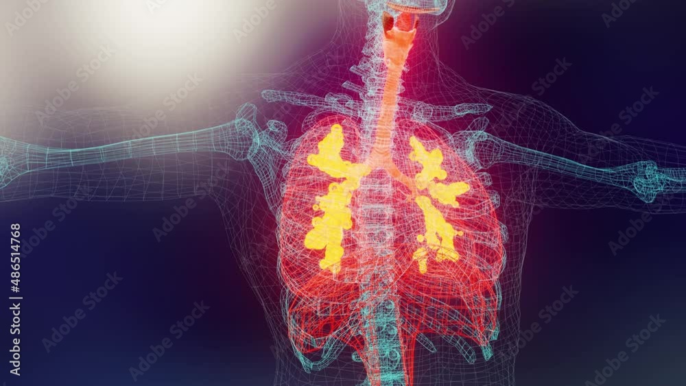 Human Respiratory System Lungs Anatomy Animation Concept. visible lung ...
