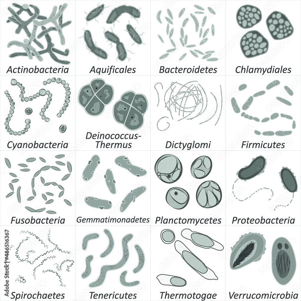 Vetor de Set of different types of bacterias, black and white vector ...