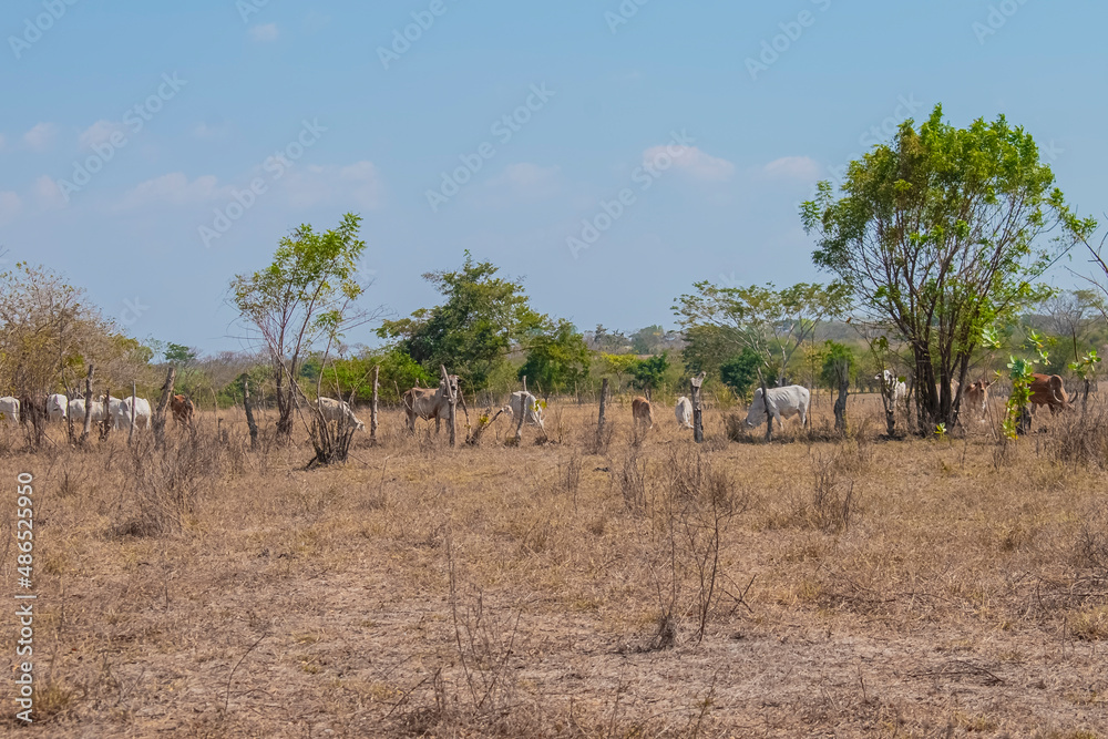 pasto seco Stock Photo | Adobe Stock