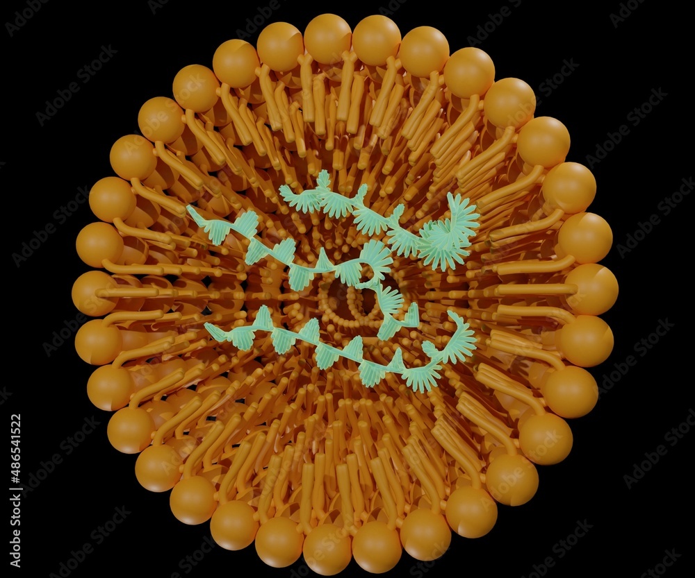 Liposomes are used to efficiently deliver cargo molecules such as siRNA ...