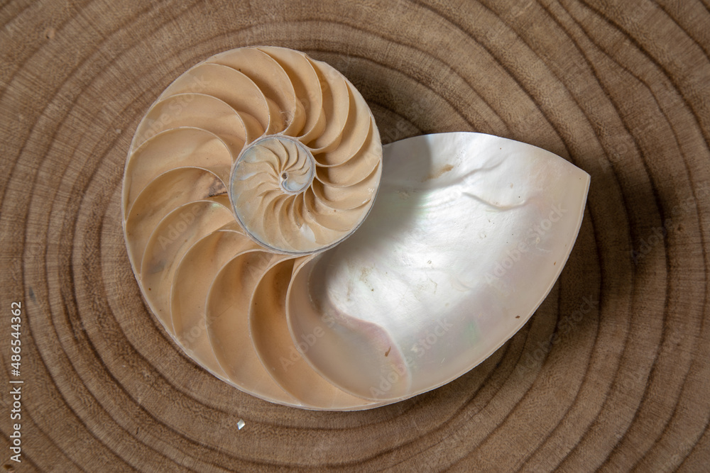 nautilus shell symmetry Fibonacci half cross section spiral golden ...