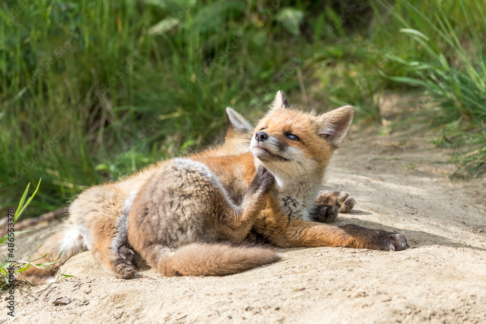 Jeune renard roux en train de se gratter Stock Photo | Adobe Stock