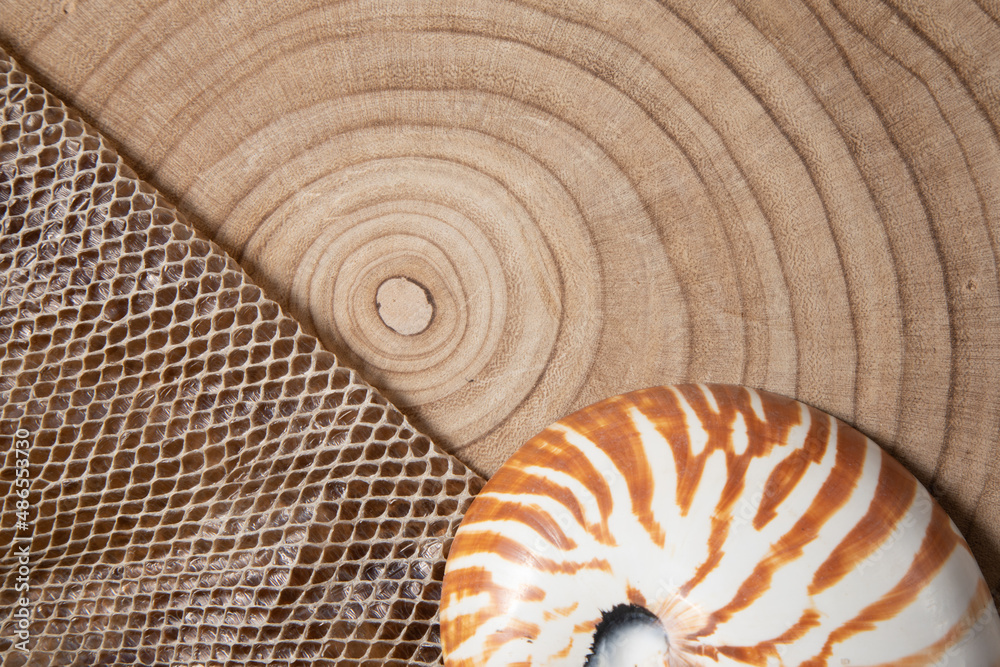 nautilus shell symmetry Fibonacci half cross section spiral golden ...