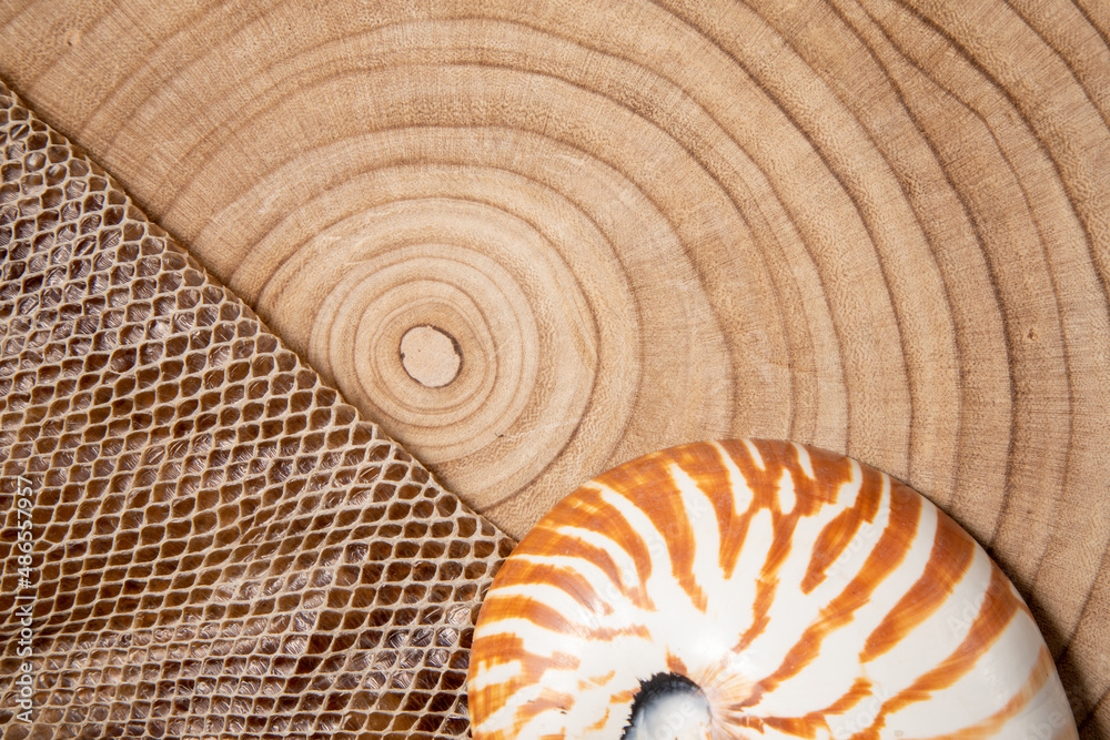 nautilus shell symmetry Fibonacci half cross section spiral golden ...