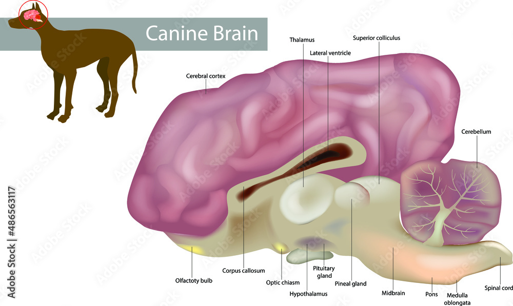 Anatomy of the canine brain.Dog Anatomy Veterinary Illustration Stock ...