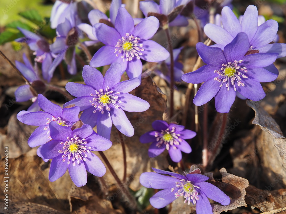Macro of spring wildflowers the Common hepatica (Anemone hepatica or ...