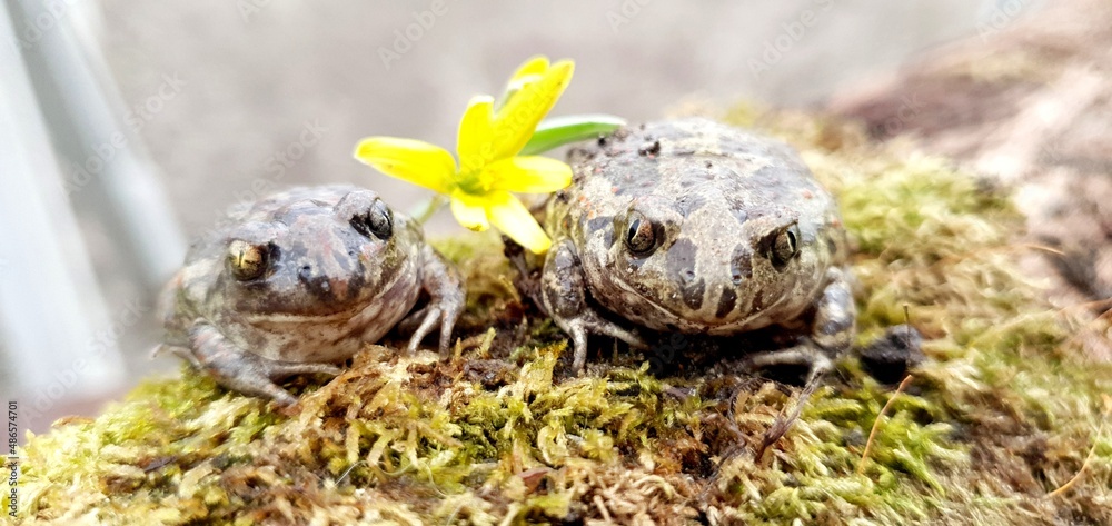 Foto de Cute ground toad in the garden in spring. Sweet couple. Frogs ...