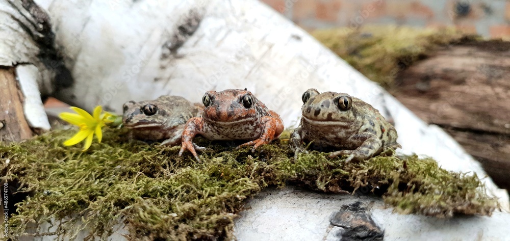 Three cute ground toads in the garden. Frogs and toads in the wild ...
