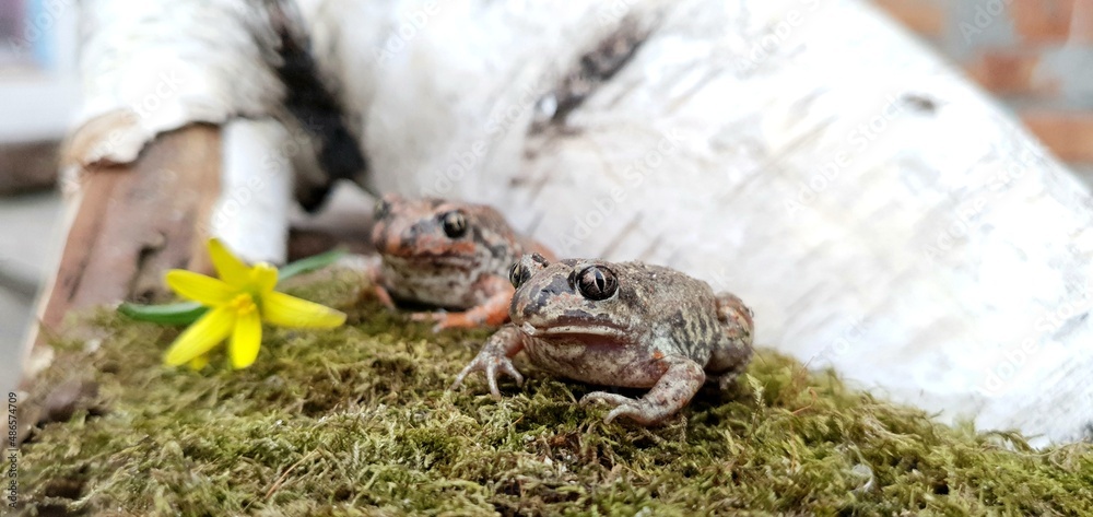 Two cute ground toads in the garden. Frogs and toads in the wild ...
