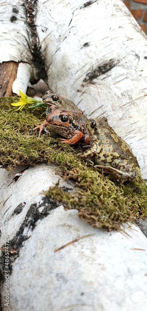 Foto de Red ground toad in the garden. Beautiful ground frog. Frogs and ...