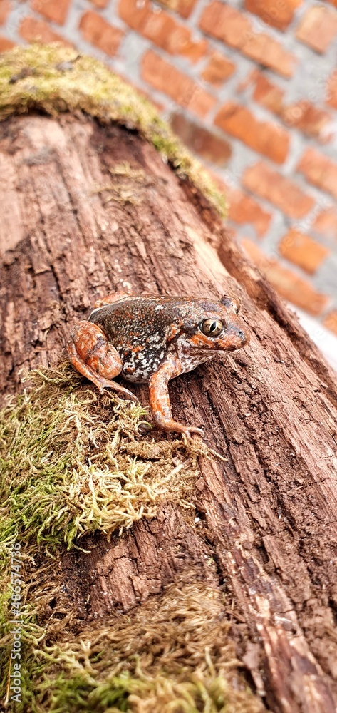 Red ground toad on a log. Beautiful ground frog. Frogs and toads in the ...