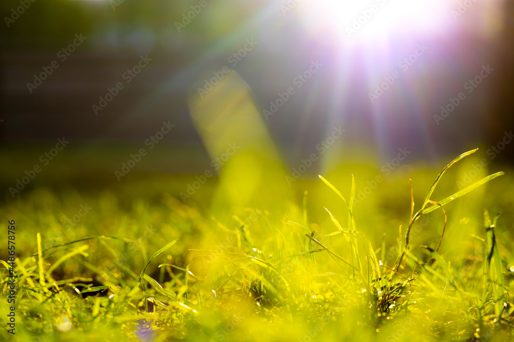Nature background photo. Defocused grasses and direct sunlight. Stock ...