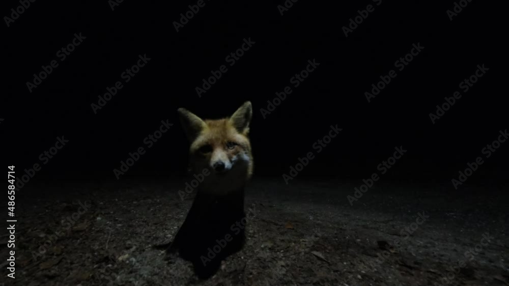 Close-up of a hungry, cute and curious fox eating cheese. A man feeding ...