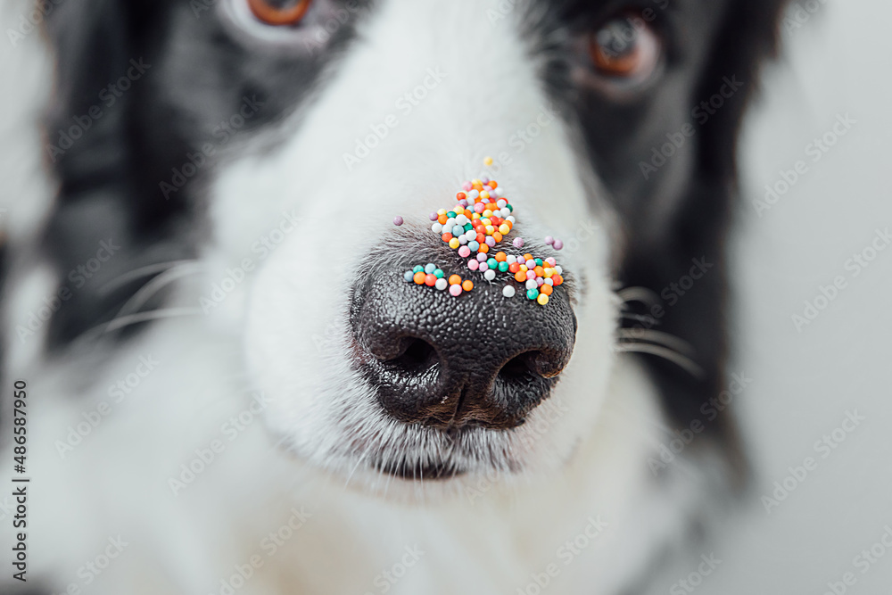 Happy Easter concept. Preparation for holiday. Cute puppy dog border ...