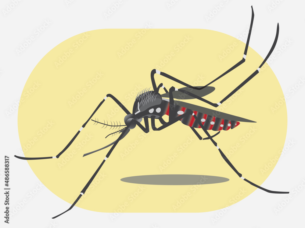 aedes aegypti mosquito in editable vector illustration Stock Vector ...