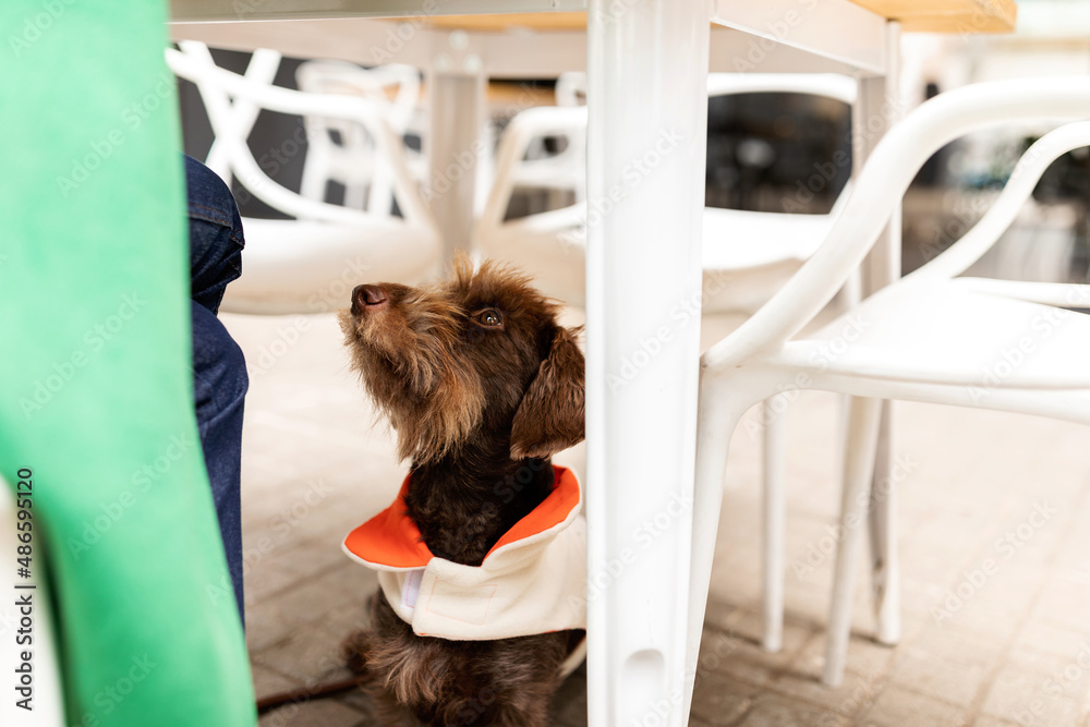 Cute dog under the table Stock Photo | Adobe Stock