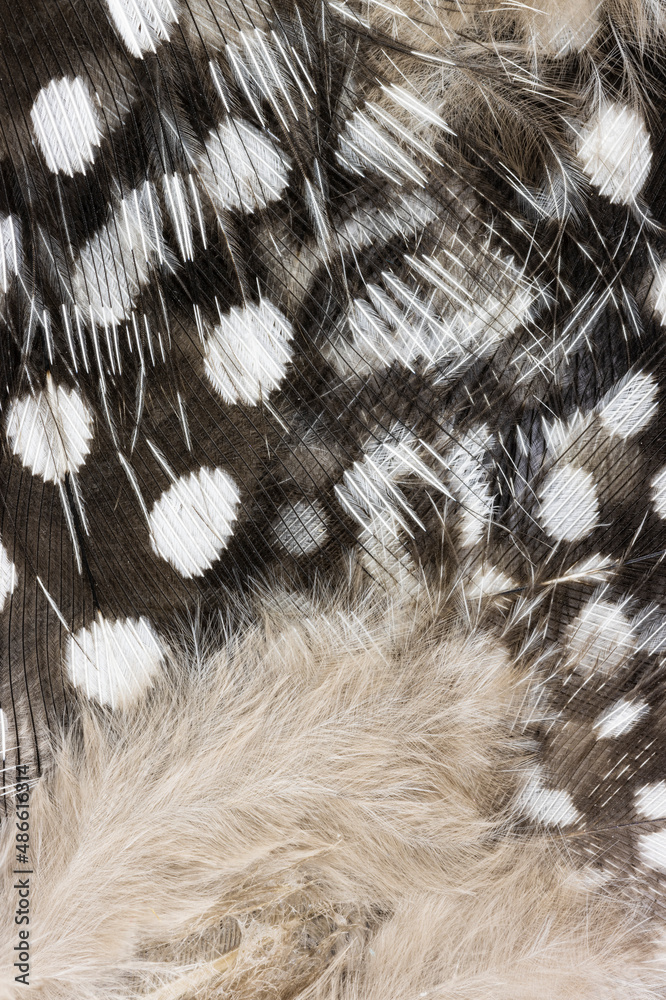 Black And White Spotted Feathers Stock Photo | Adobe Stock