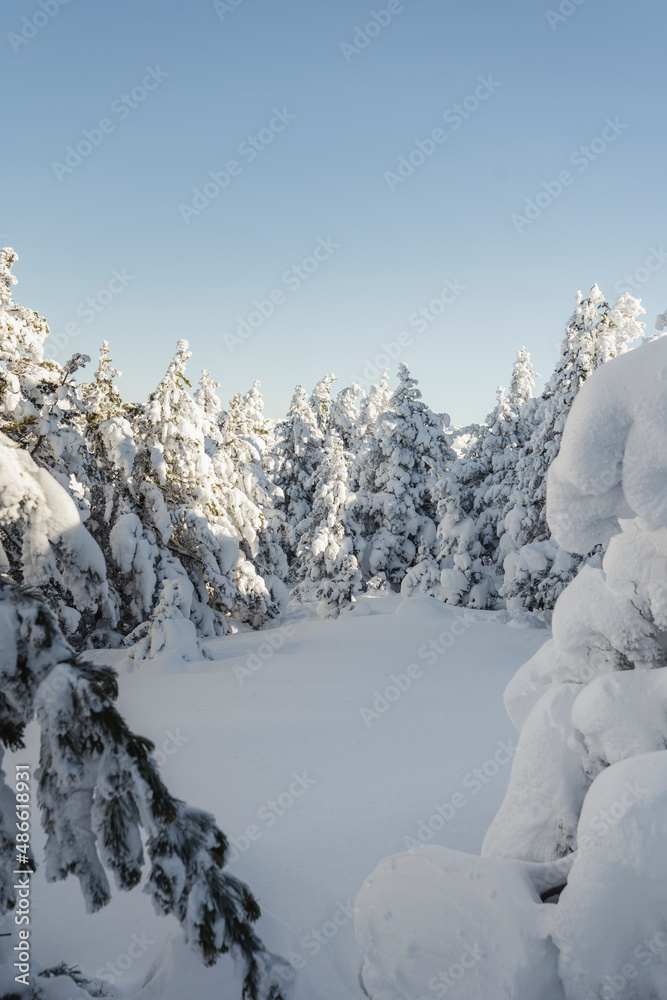 Snow forest landscape Stock Photo | Adobe Stock