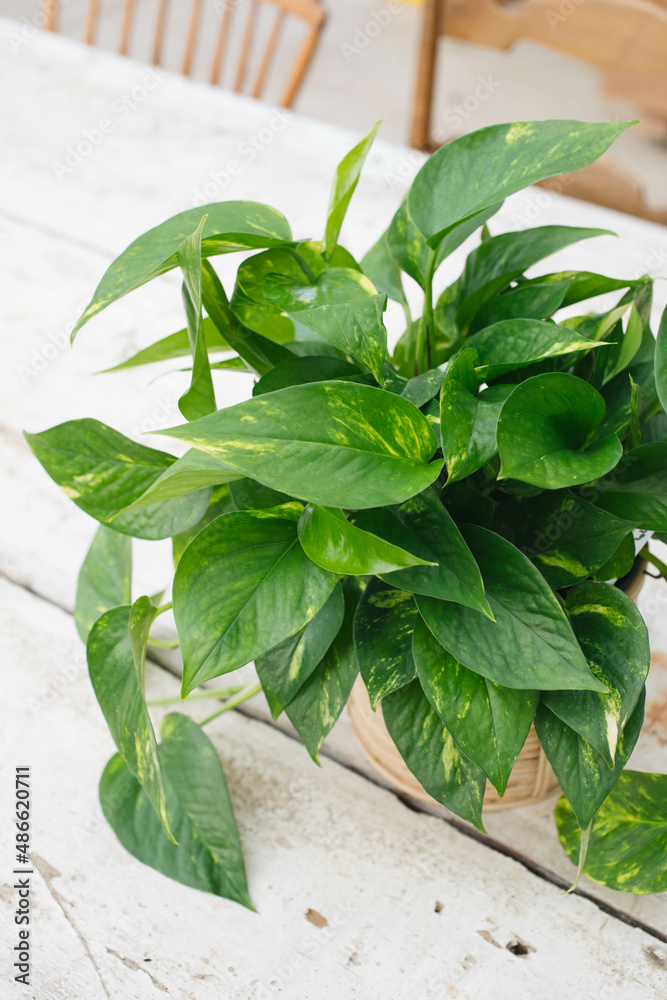 Pothos (Epipremnum aureum) Stock Photo | Adobe Stock