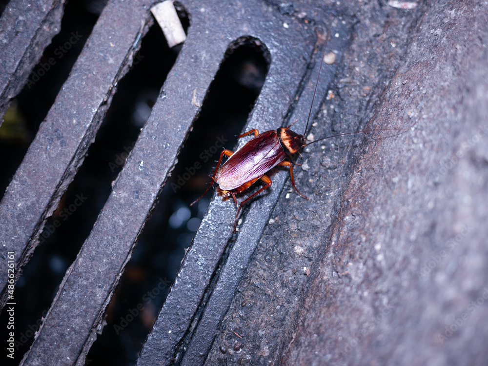 Cockroach emerging from a drain Stock Photo | Adobe Stock