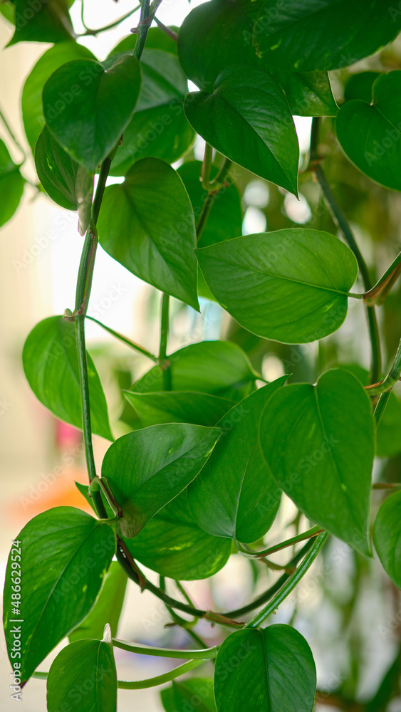 Poster A close-up shot of overhanging shoots of epipremnum pinnatum ...