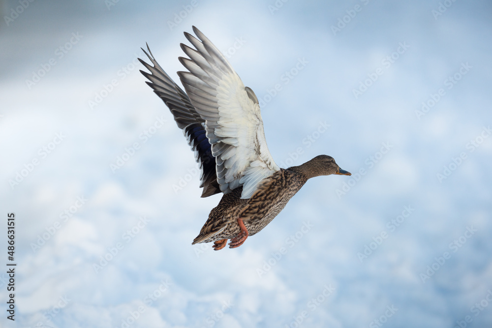 Flying duck Stock Photo | Adobe Stock