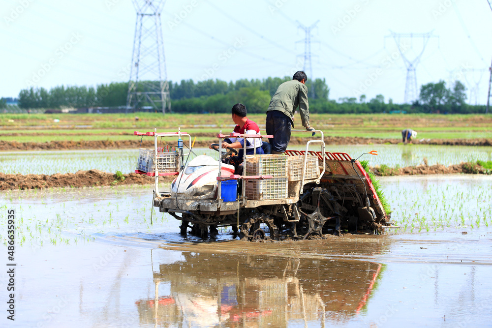 Farmers planting rice in field by using rice planting machine. Stock ...
