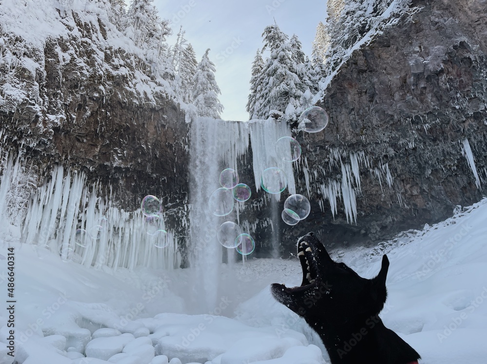 dog bites bubble at the waterfall Stock Photo | Adobe Stock
