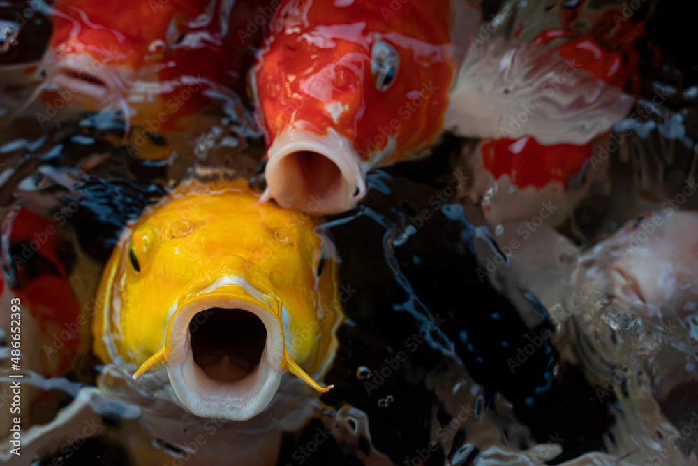 A Photo Of A Fish Inside Fish Mouth