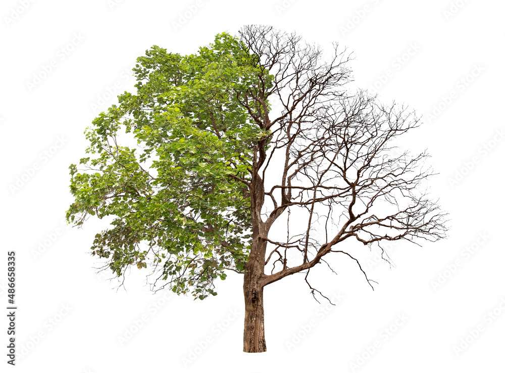 Concept of doubleness. Dead tree on one side and living tree on the ...