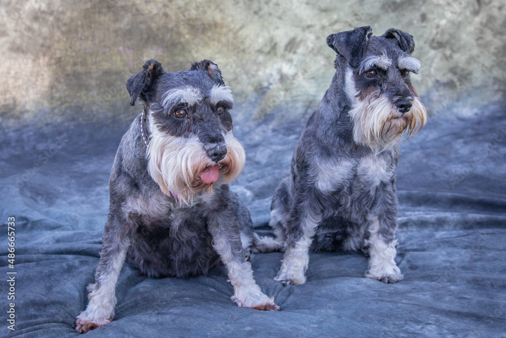 Two Miniature Schnauzers sit on the floor in a studio with grey ...