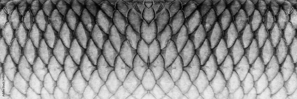 Grass carp scale texture background Stock Photo | Adobe Stock