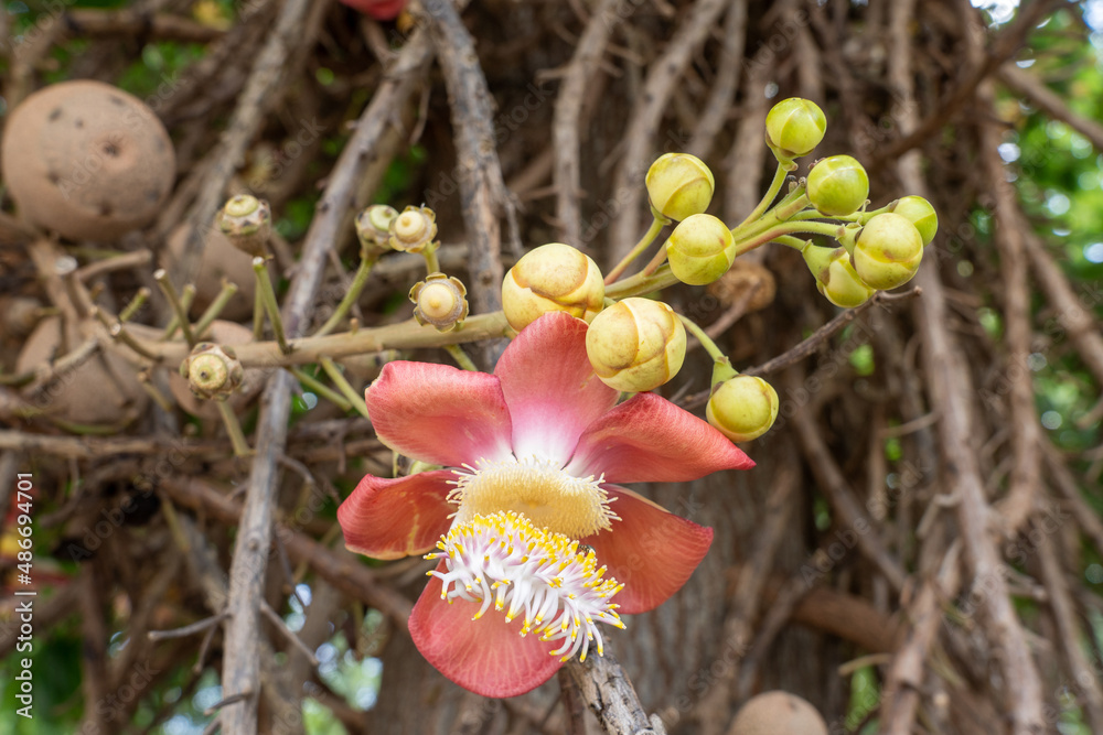Fresh shorea robusta flower blooming in the temple also known as ...