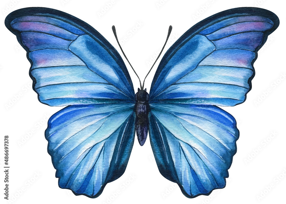 Blue Butterfly Drawing