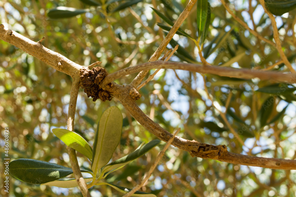 Close up of bump on the infected olive tree branch, olive knot disease ...