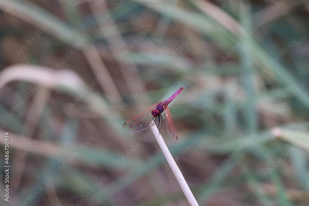 Sympetrum sanguineum ; Le sympétrum sanguin ; Libellule rouge Stock ...