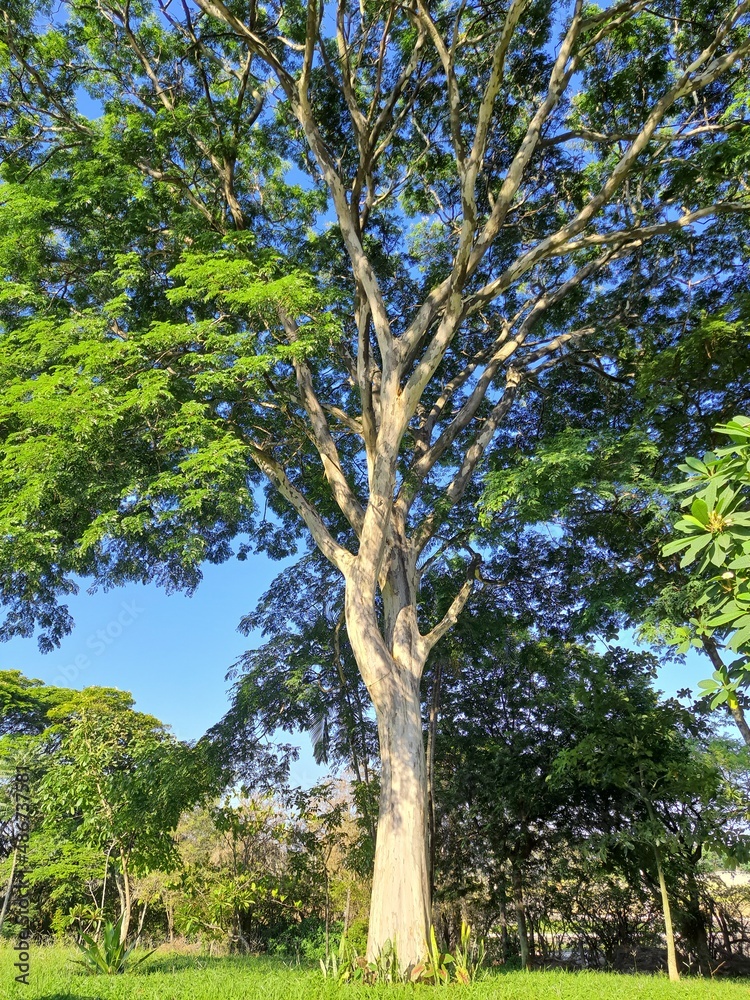 Tree Caesalpinia leiostachya, known as ironwood or jucá. It is a large ...