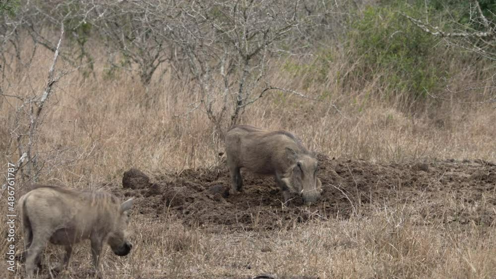 A warthog digging in rhino dung at a midden in the African grasslands ...