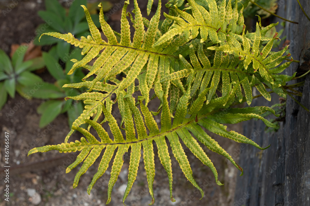 Polypodium vulgare or common polypody fern Stock Photo | Adobe Stock
