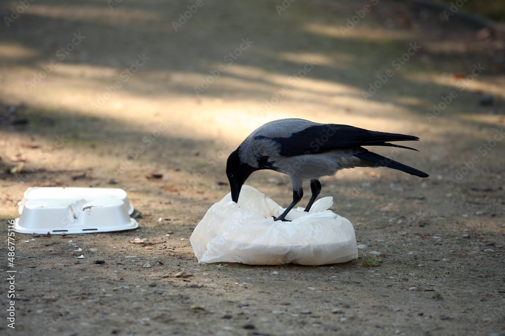 Hooded (Gray) crow eating discarded food in plastic bag Stock Photo ...