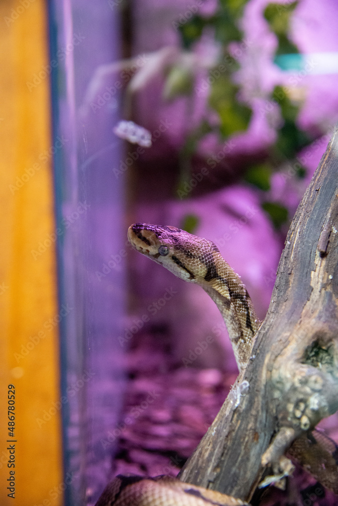 snake Stock Photo | Adobe Stock